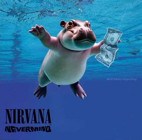 Moodeng Memes The Dank Pygmy Hippo We Cant Stop Sharing