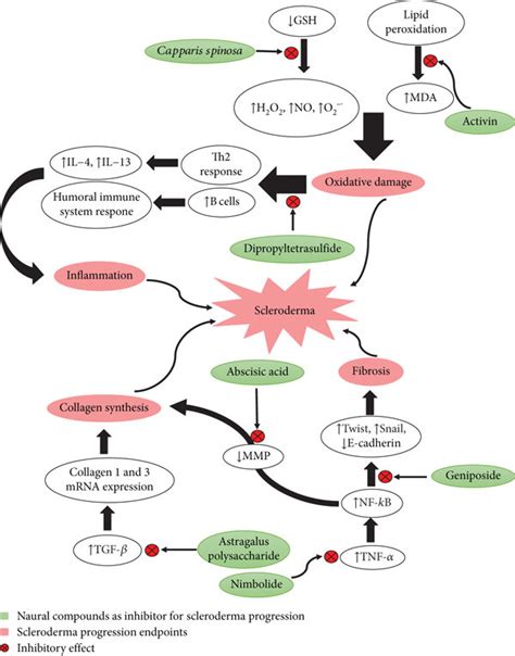 Pathogenesis Of Scleroderma Some Natural Compounds Can Inhibit Its Download Scientific Diagram