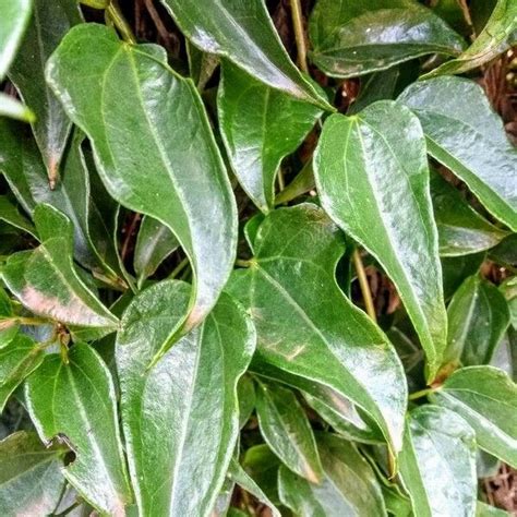 Guaco Mikania Guaco Plant Care And How To Grow Water