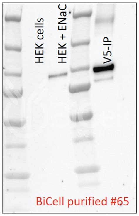 Enac Alpha Scnn1a N Terminus Antibody Bicell Scientific®