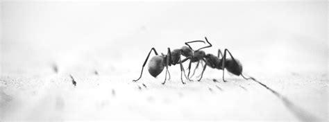 Pest Control Cornwall Free Quotations D Cornish