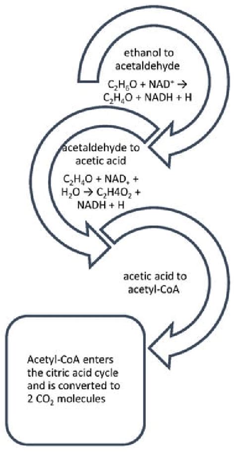 Alcohol Metabolism In The Human Body Comprises Three Crucial Steps