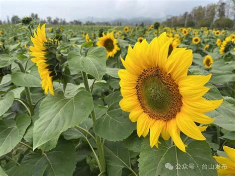 赶紧打卡台山油葵花开了随手一拍就是大片 种植 都斛镇 耕地
