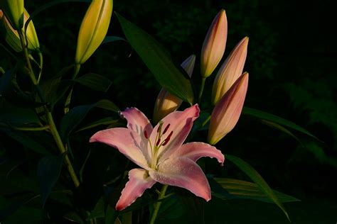 Lily Photos8404101interesting Philippe Flickr