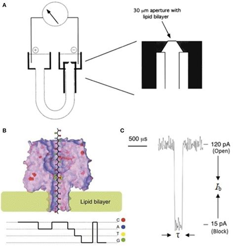 Schematic Illustration Of A Nanopore Sequencing Device A A U Tube