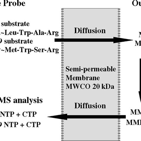 Time Dependent Mmp 1 Ntp And Mmp 2 9 Ntp Formation A Microdialysis