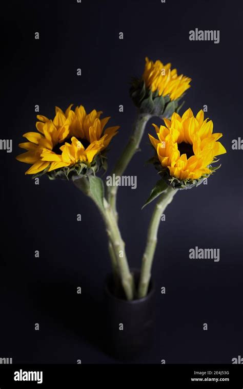 Vaso Con Tre Girasoli Immagini E Fotografie Stock Ad Alta Risoluzione