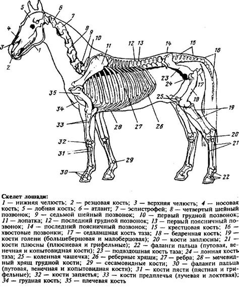 Пин от пользователя Kris на доске anatomy | Смешные лошади, Лошади ...