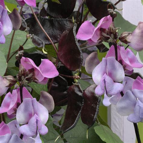 Dolichos Lablab ‘ruby Moon May And June