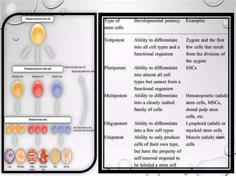 Development Tissue Engineering Ppt