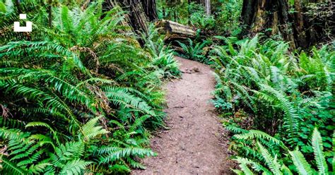 나무가 우거진 울창한 녹색 숲을 통과하는 길 사진 Unsplash의 무료 레드우드 이미지