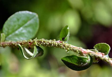 Enfermedades De Las Plantas