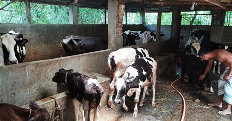 খামারির ২৫টি গরু মেরে ফেলার হুমকির অভিযোগ