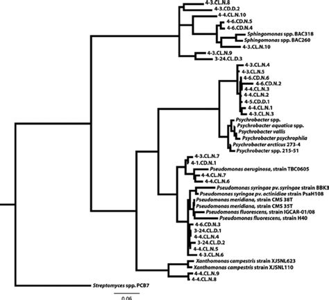 Phylogenetic Distribution Of Representative Full Length Sanger