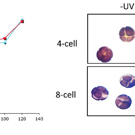 S And M Phases Of Early Embryos Are Insensitive To Dna Damage Dna