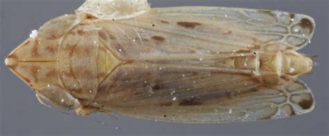 Inhs 587909 Flexamia Inflata Bugguide Net