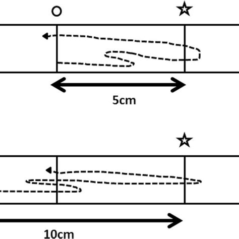 Two Examples Of Segment Lengths Cm A C And S N B D A B The