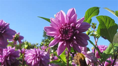 ダリアの魅力と育て方 初心者向け球根や種の植え方 Aobablog