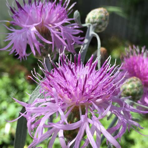 Centaurea Cineraria Colchester White Yellow House Perennials