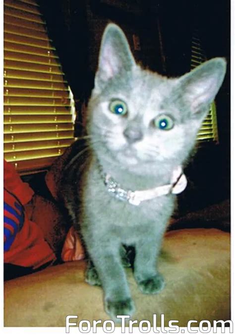 Niquidoll Onlyfans Pack Page 2 Forotrolls Off Topic Forum