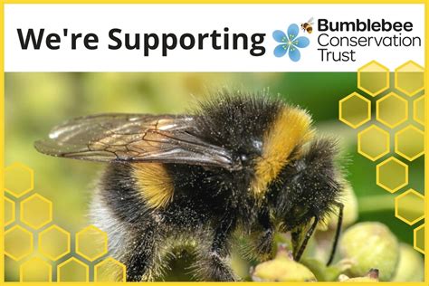 Charity Of The Month Bumblebee Conservation Trust The Knitting Network