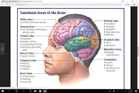 Neuro Functional Areas Diagram Quizlet