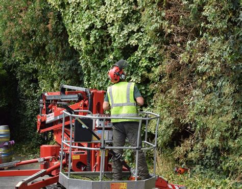 Hedge Trimming M And J Tree Specialists Ltd