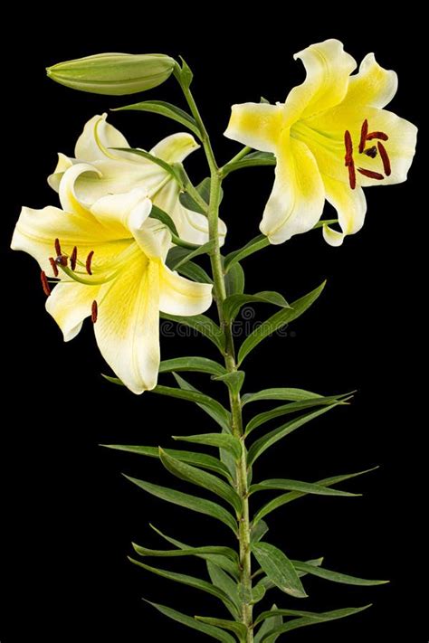 Flower Of Yellow Oriental Lily Isolated On Black Background Stock