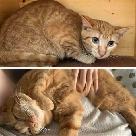 One Orange Braincell” 50 Times Ginger Cats Proved Just How