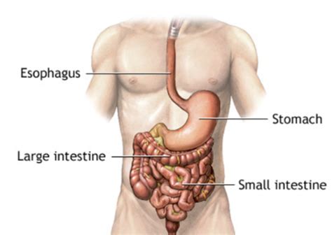 Stomach Flashcards Quizlet