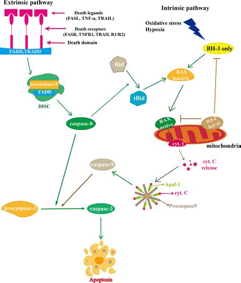 Overview Of Cell Apoptosis The Intrinsic Mitochondrial Apoptotic Download Scientific Diagram