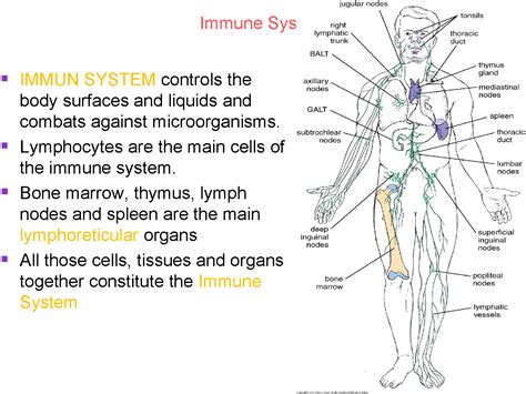 Histoloji Embriyoloji Notlarım Immune System And Lymphoreticular