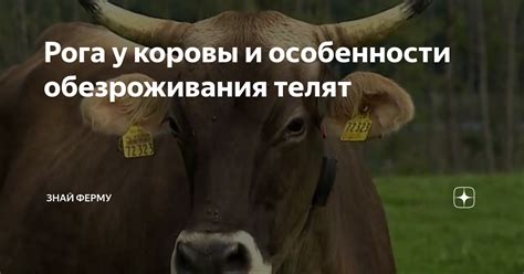 Рога у коровы и особенности обезроживания телят Знай ферму Дзен