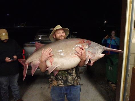 Mo State Record Paddlefish Caught In Table Rock Table Rock Lake