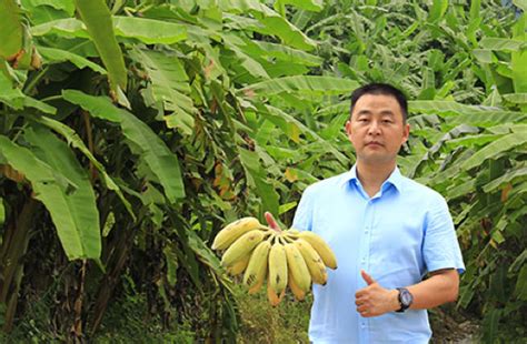 糯米蕉产业一体化服务平台