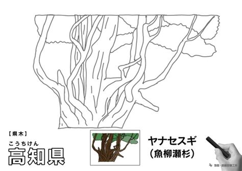 高知県の県木 魚柳瀬杉 ヤナセスギ のぬりえイラスト 無料ダウンロード Sketches Humanoid sketch Art