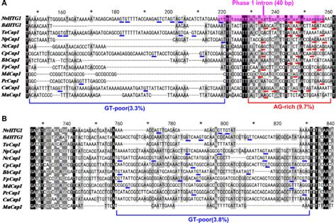 Multiple Sequence Alignment Of Genomic Dnas From Nvhtg1 Bdhtg1 And