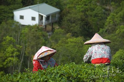 Dao 05326 南投縣魚池鄉 臺灣紅茶之鄉 水沙連山茶 A Photo On Flickriver