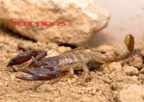Scorpion Control In Az Select Pest Control Az Residential And