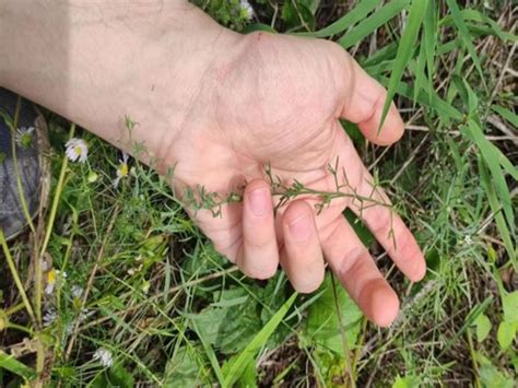 百寻葳蕤药觅茵调研团于夏家村开展百蕊草资源调查 山东大学药学院