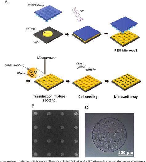 Cell Based High Throughput Odorant Screening System Through