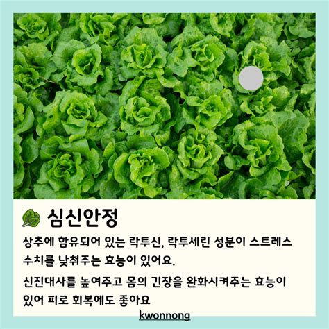 상추의 영양성분과 효능 농식품정보