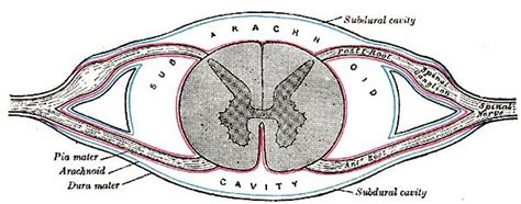 Subarachnoid Space Spinal Cord