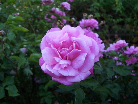 Hortus Camdenensis Rosa Chinensis Jacq