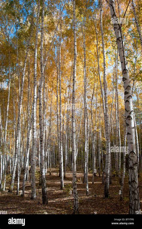 Birchwood hi-res stock photography and images - Alamy