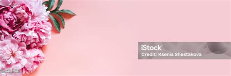 모란 꽃다발 꽃 꽃 풀 꽃 밝은 분홍색 배경에 고립 된 활기찬 분홍색 색상 평면 평지 상단 보기 텍스트 공간 배너 0명에 대한 스톡 사진 및 기타 이미지 Istock