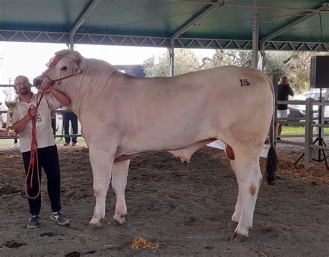Prestigioso riconoscimento per la chianina il campione è Maverick