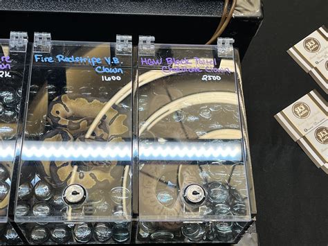 Some Unbelievably Insanely Expensive Morphs For Sale At A Reptile Expo