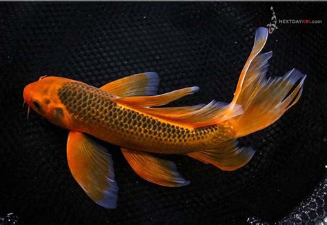 Real Koi Fish