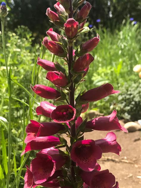 On Discovering A Garden Gopher Resistant Plants